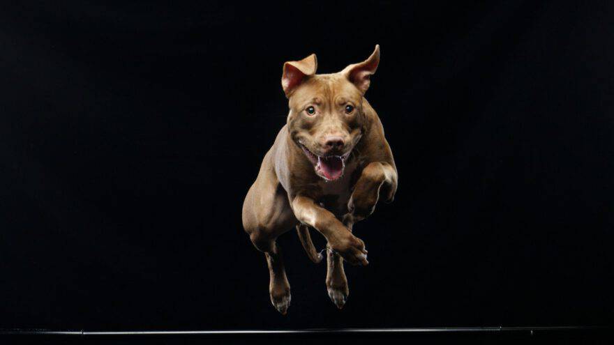 Come aumentare la massa muscolare del cane : la guida completa