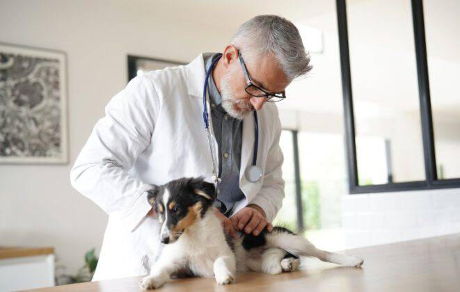 Differenze tra cane intero e cane castrato: pro e contro della castrazione