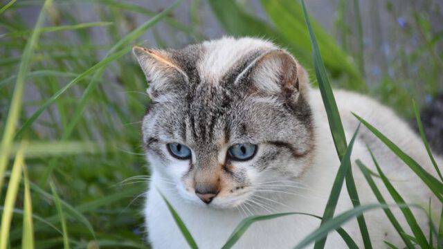 Istinto predatorio nel gatto: cos'è e come si esprime
