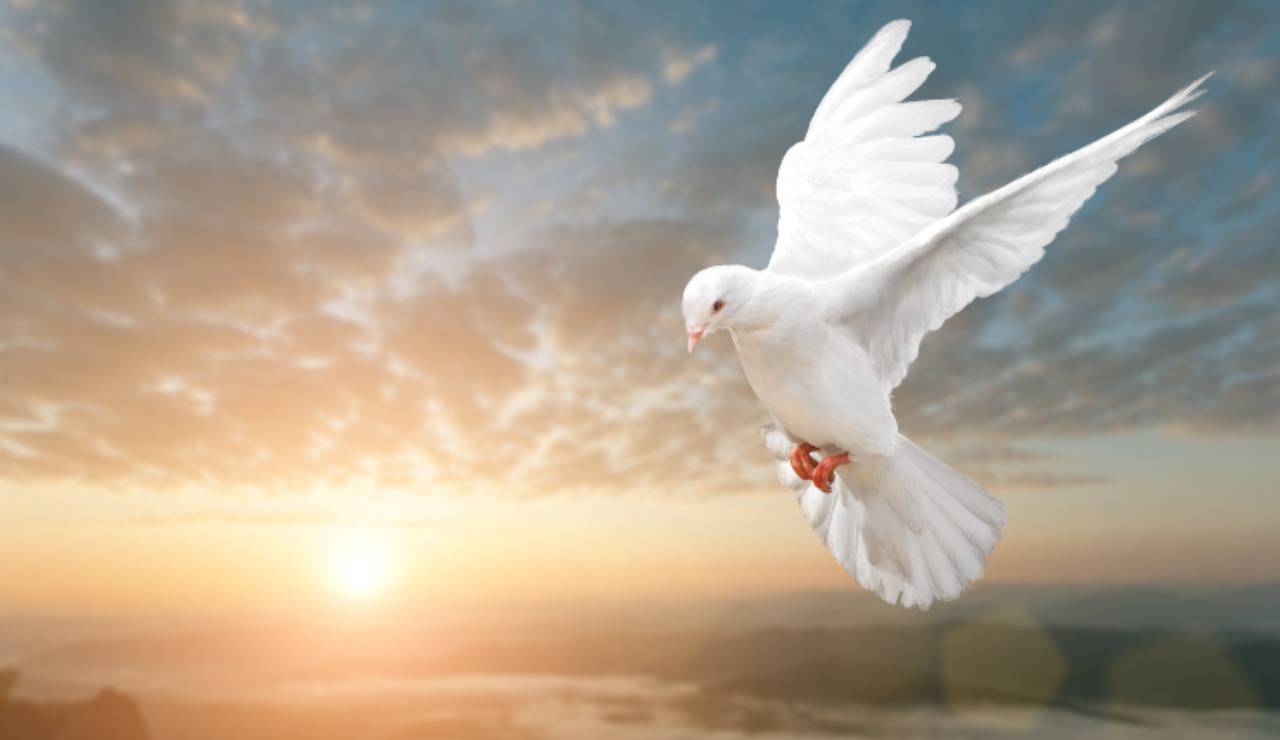 Il Colombo pavoncello: specie ornamentale rara da cortile