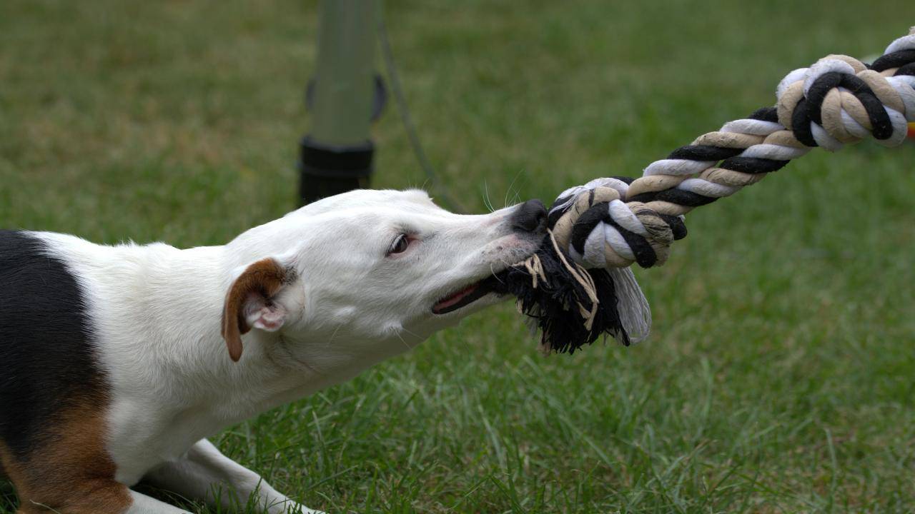 Il cane adulto morde quando gioca: tutto ciò che occorre sapere su di lui