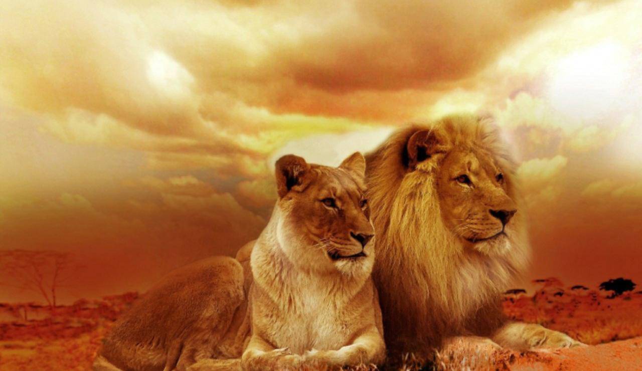 Animali carnivori: classificazione, elenco e ruolo nell'ecosistema