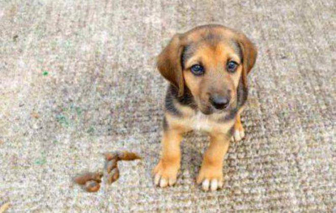 Muco nelle feci del cane: cause, sintomi, diagnosi e trattamento