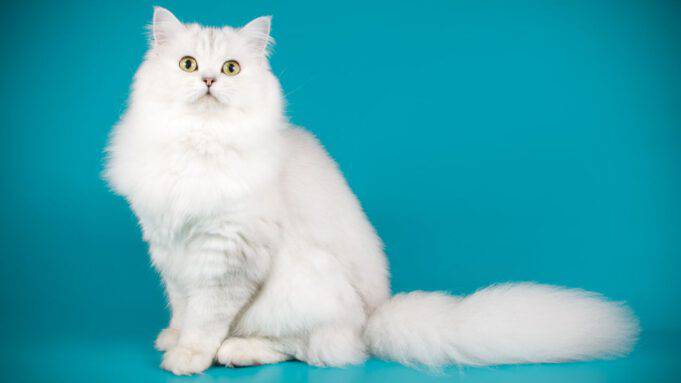 Scottish Straight Longhair: prezzo, cuccioli, carattere, curiosità, salute