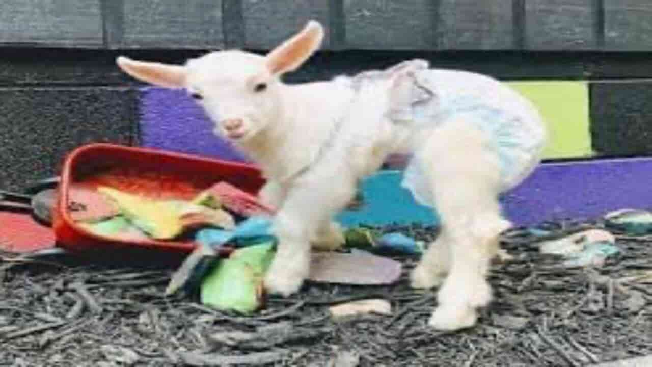 Miracle, la capretta nata con il cuore nel collo (FOTO)