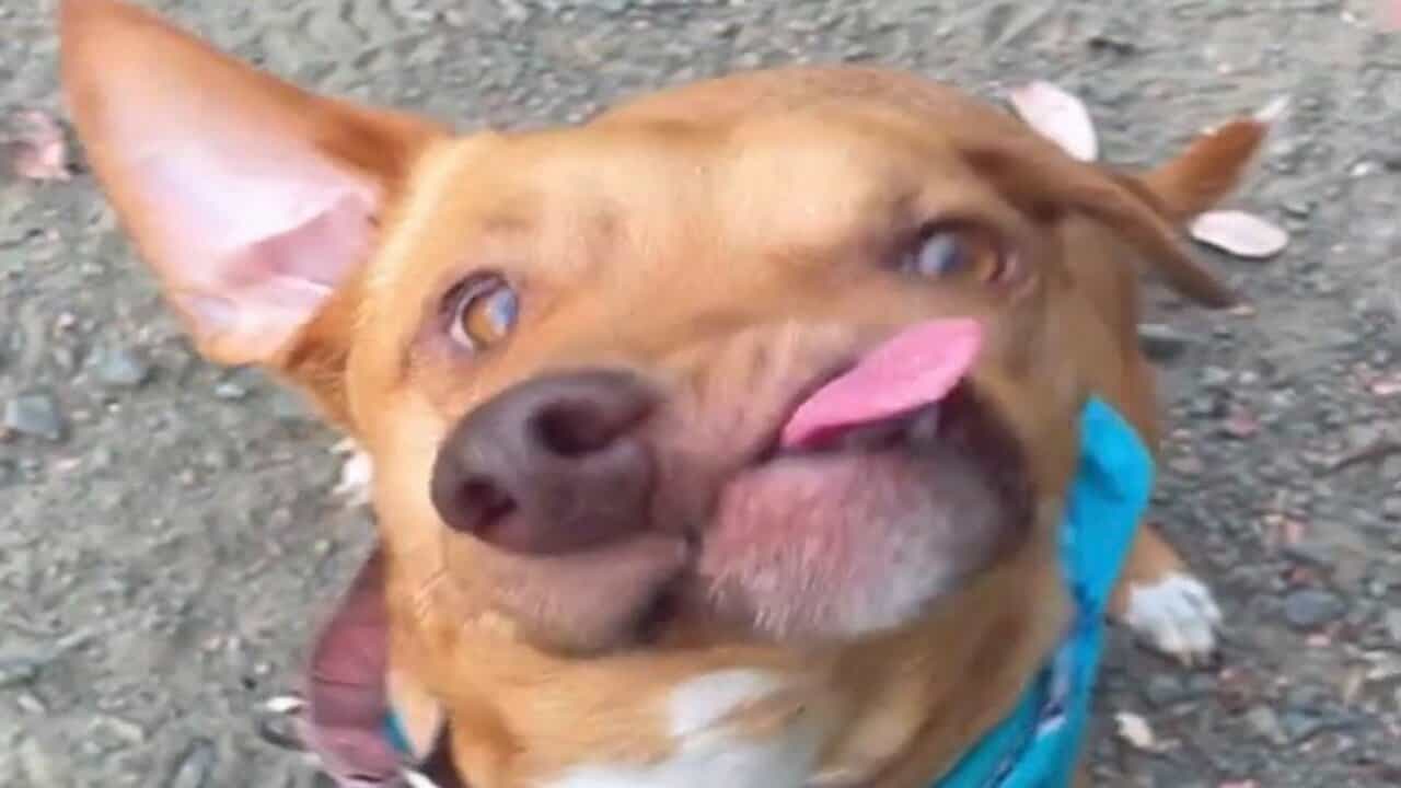 Picasso: la vita da influencer del cane dal muso storto (VIDEO)