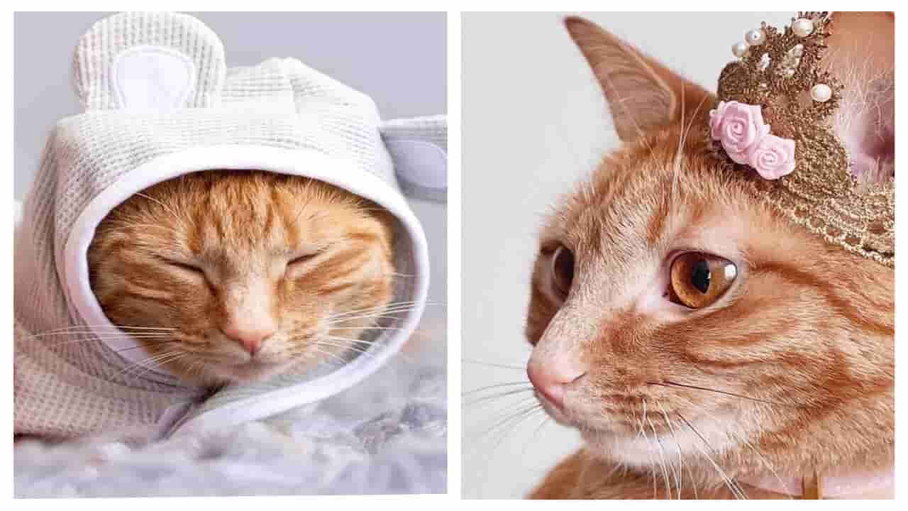 Princess Honey Belle: la micina principessa dei genitori umani (VIDEO)