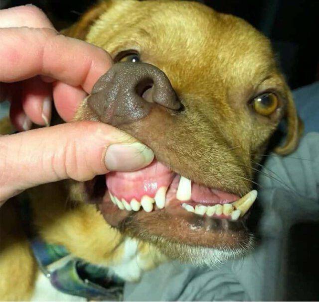 Picasso: la vita da influencer del cane dal muso storto (VIDEO)