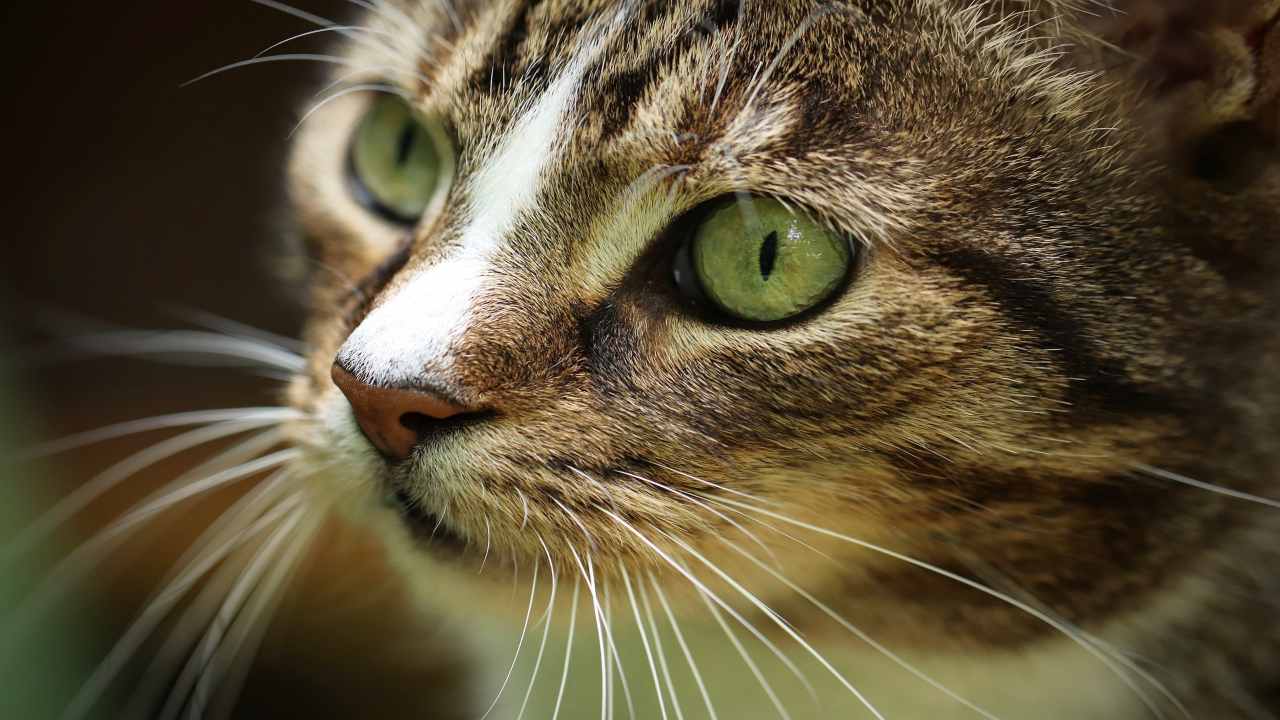Come si chiamano i baffi del gatto: tutto ciò che occorre sapere sul micio
