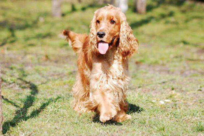 Curiosità sul Cocker Spaniel inglese: origine, storie e aneddoti ...