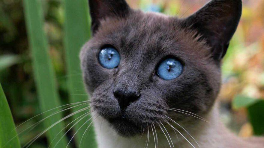 Curiosità sul gatto Thai: origini, aneddoti e nomi originali