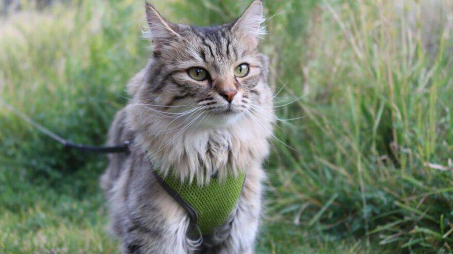 Curiosità sul Pixie Bob: le incredibili chicche sul gatto lince