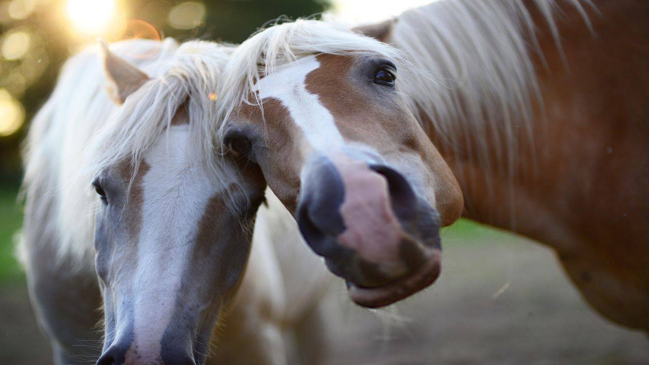 Come pensano i cavalli: tutto ciò che occorre sapere sul nobile equino