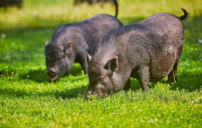 Maialino vietnamita: carattere, cura e prezzo del maialino nano