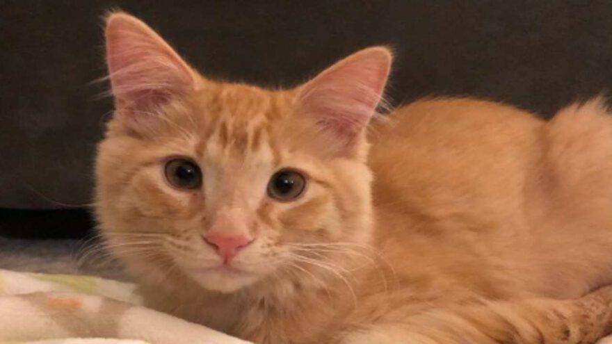 Differenze tra gatto intero e gatto castrato: pro e contro della ...