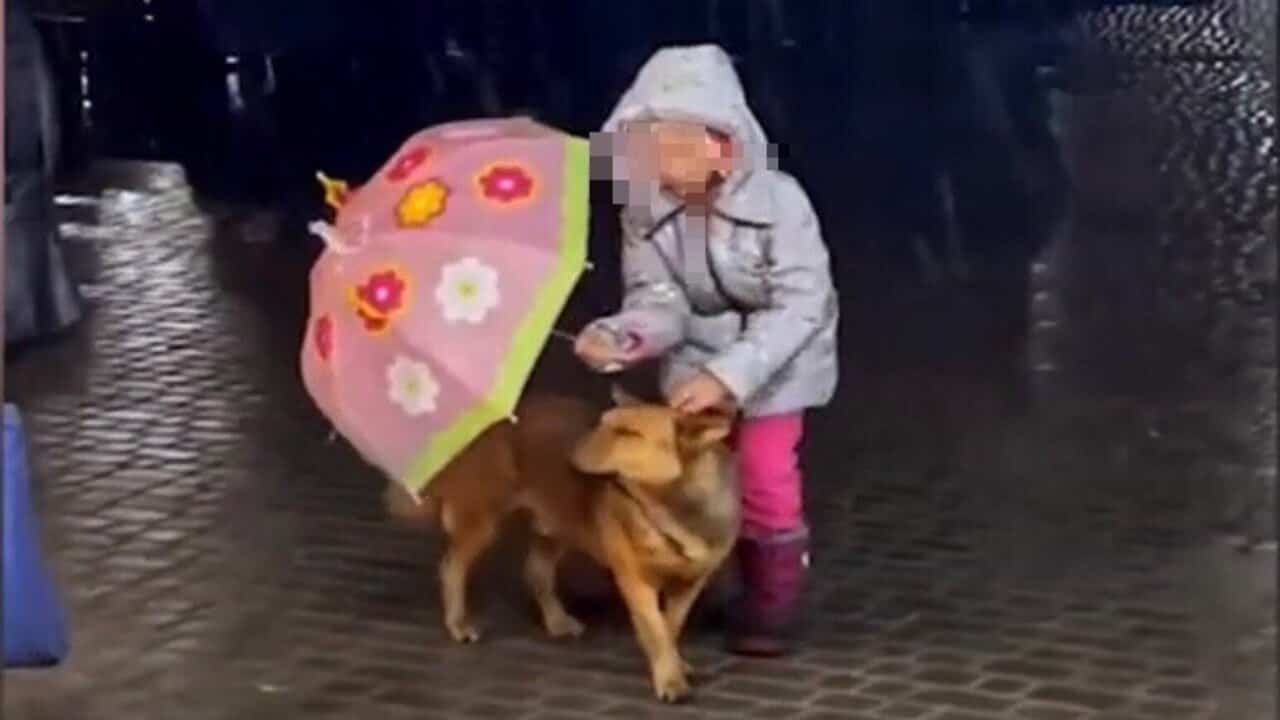 Bimba, con il suo ombrellino rosa, ripara dalla pioggia il cucciolo (VIDEO)