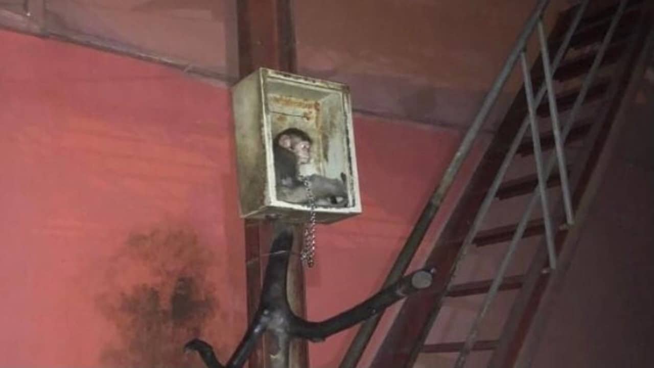 Incatenata e in una scatola: la scimmietta è in pericolo (FOTO)