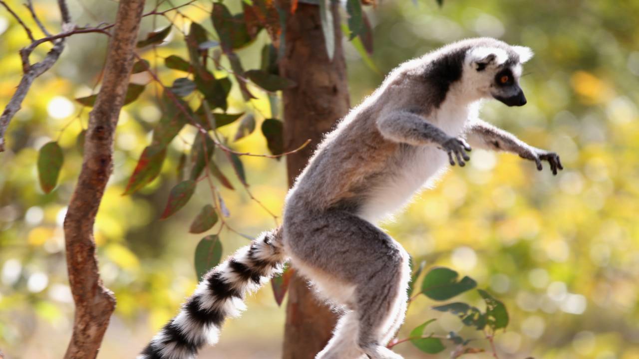 I lemuri cantano? Lo studio condotto da un gruppo di ricercatori