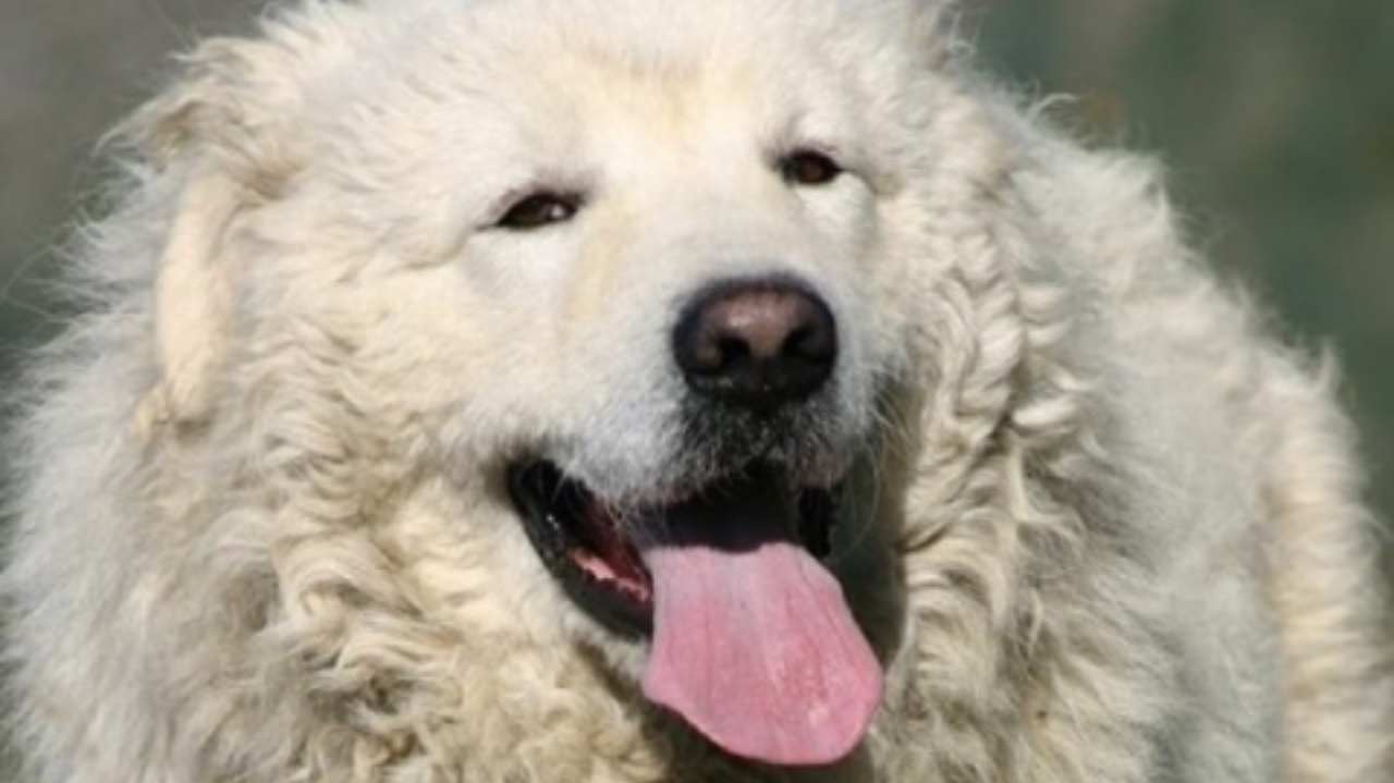 Il maremmano cambia nome e diventa abruzzese: è ufficiale!