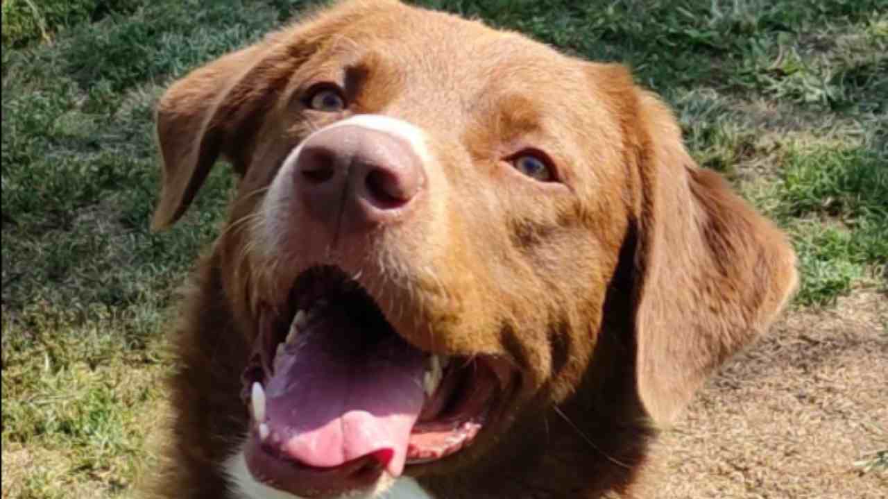 Pronto ad aprire il suo cuore, il cane Chicco cerca famiglia