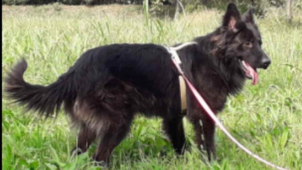 Trovato dentro un pozzo, il cane Leo cerca una famiglia