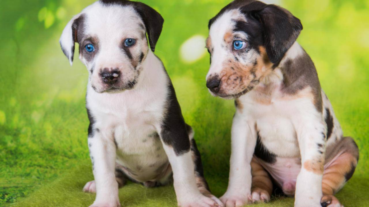 Curiosità sul Catahoula Leopard Dog: origini, storia e indiscrezioni