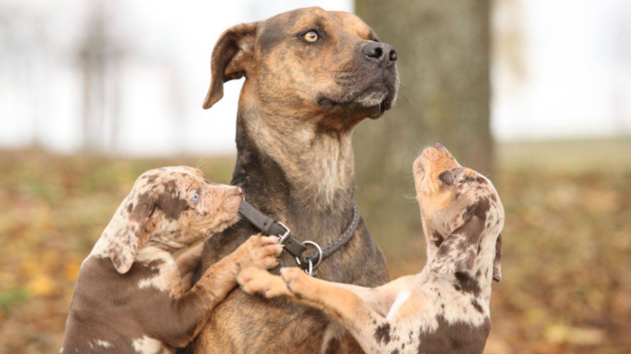 Alimentazione del Catahoula Leopard Dog: cibi, dosi e frequenza pasti
