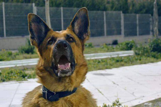 Cani da guardia: i 10 migliori in un elenco completo