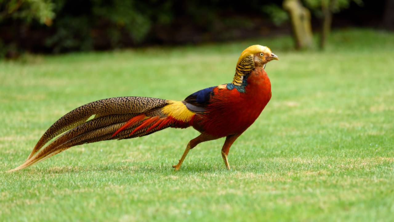 Fagiano dorato: animali ornamentali rari da cortile e da giardino
