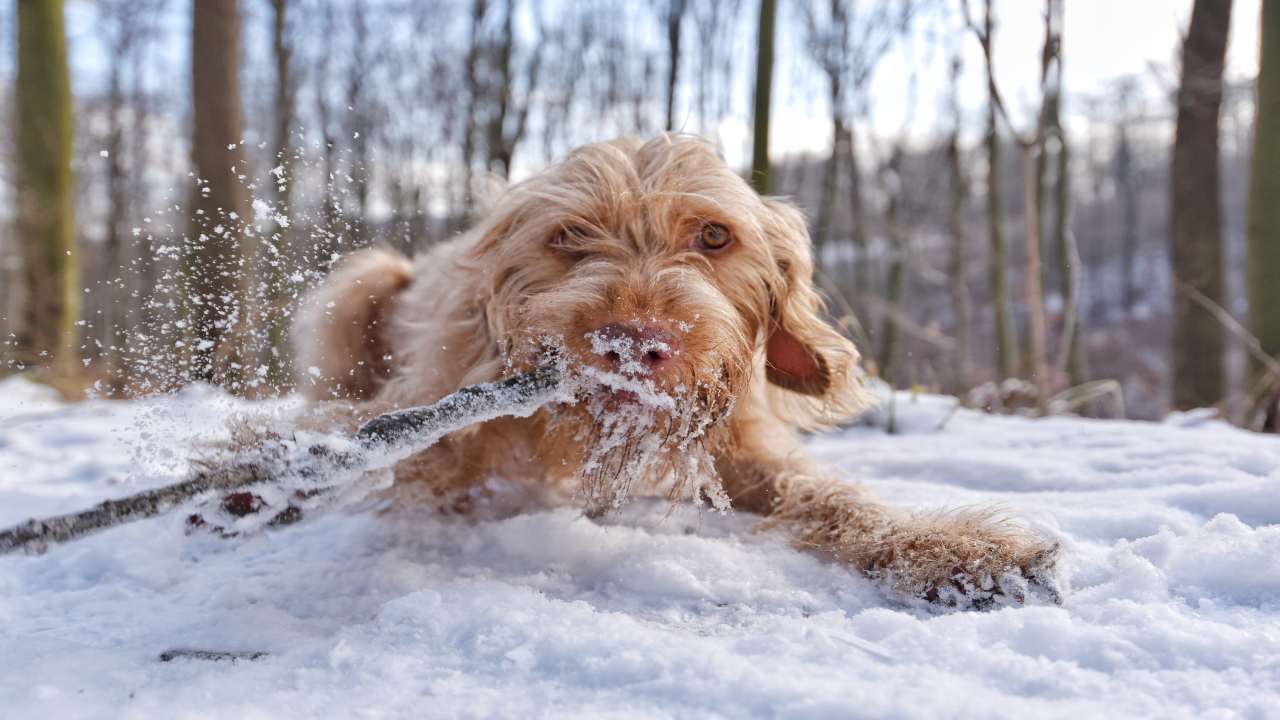 Cani che non sentono freddo: i pelosi perfetti per le basse temperature