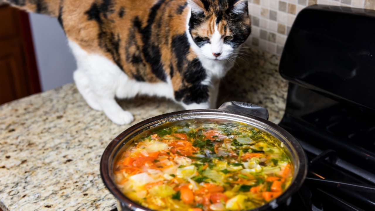 Zuppa al gatto: ricette fatte in casa e benefici per Micio