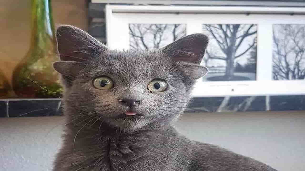 L'adorabile Midas: ha 4 orecchie e una macchia a forma di cuore (VIDEO)