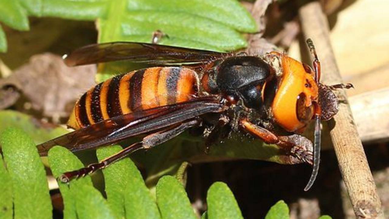 Invasione di calabroni asiatici: la specie killer che sta terrorizzando ...