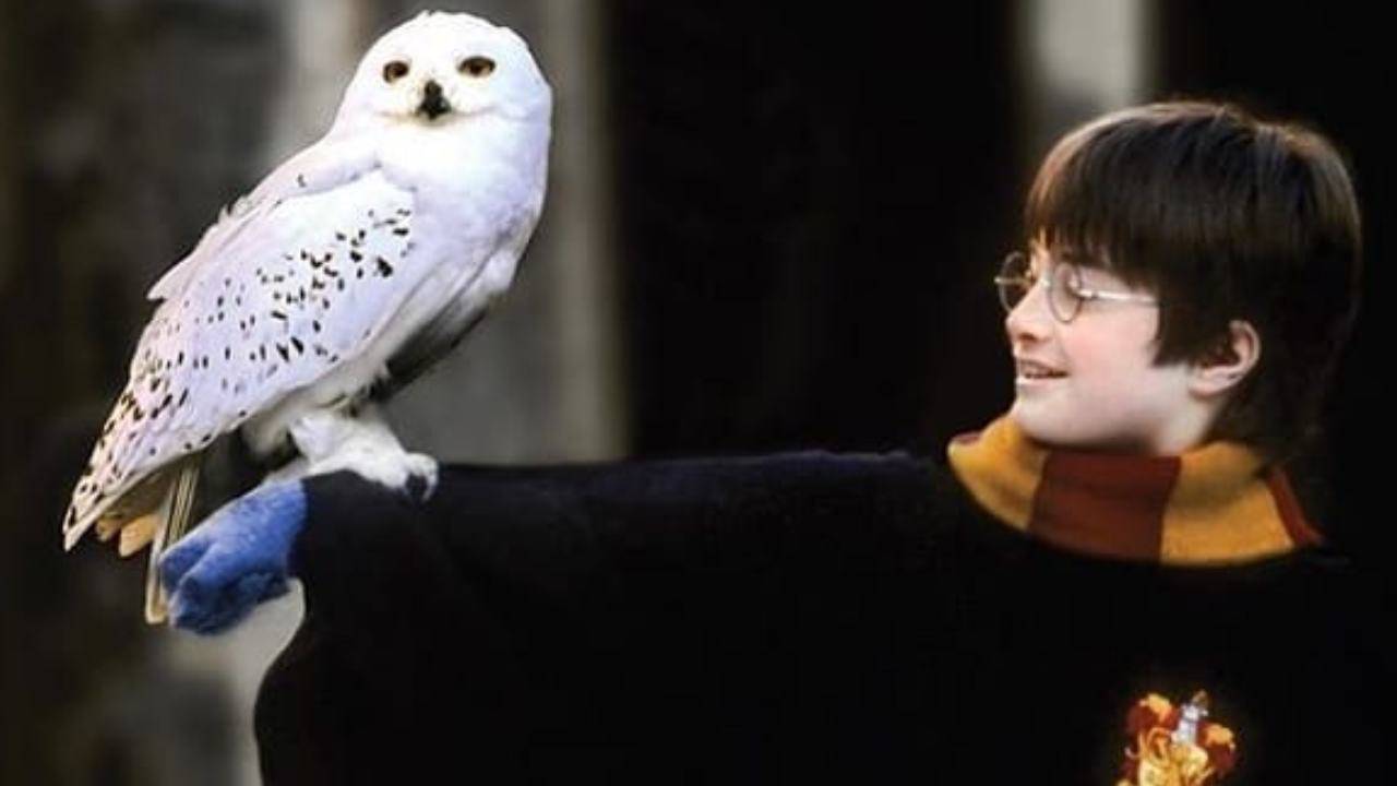 Il gufo di Harry Potter avvistato in Europa: la notizia sorprende
