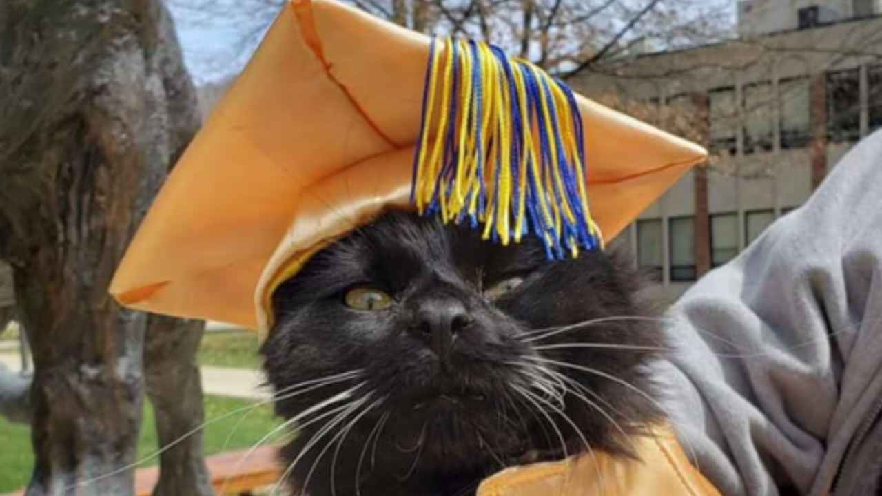 Salem, il gatto diventato dottore: laurea in supporto emotivo