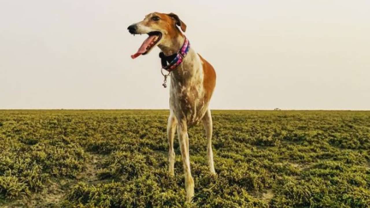 Brodie, cane con il collo più lungo del mondo: c'è un motivo
