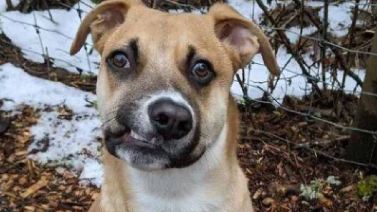 Zeke, il cane dal muso storto: hanno tutti paura di lui