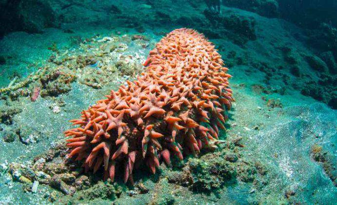 Pesce blob o Psychrolutes marcidus: pesce dall'espressione triste