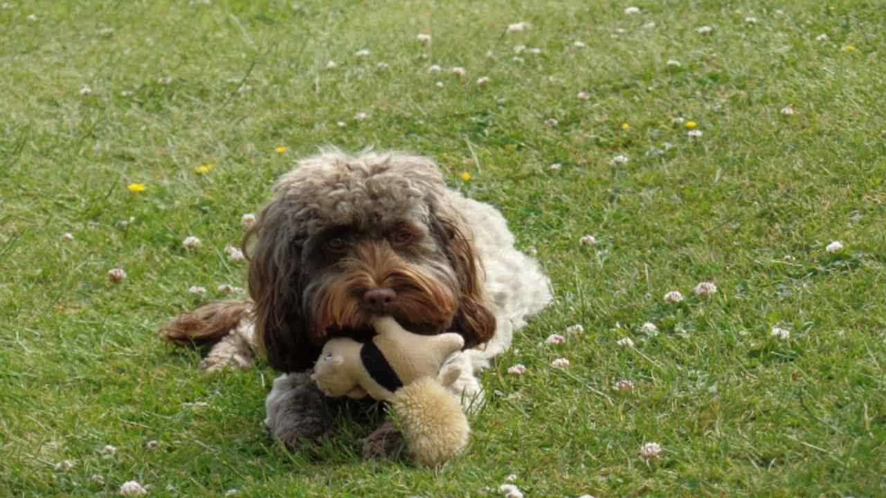 Razze di cani compatibili con il Cockapoo: caratteristiche e curiosità