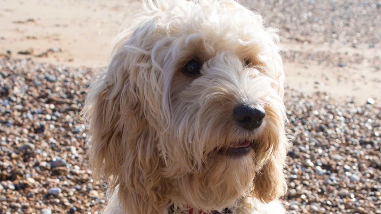 Curiosità sul Cockapoo: origini, storia e aneddoti sulla razza