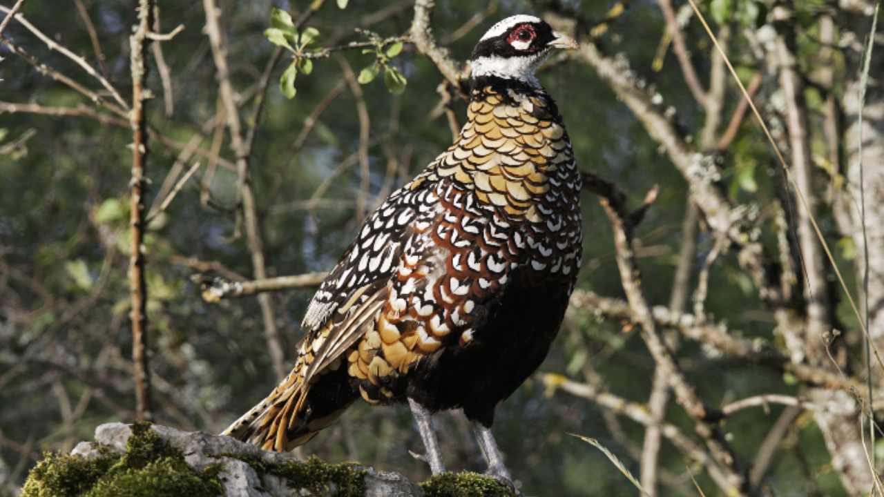 Fagiano venerato: specie rara ornamentale da cortile e giardino