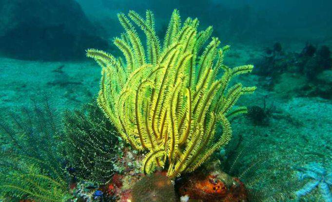 Pesce blob o Psychrolutes marcidus: pesce dall'espressione triste