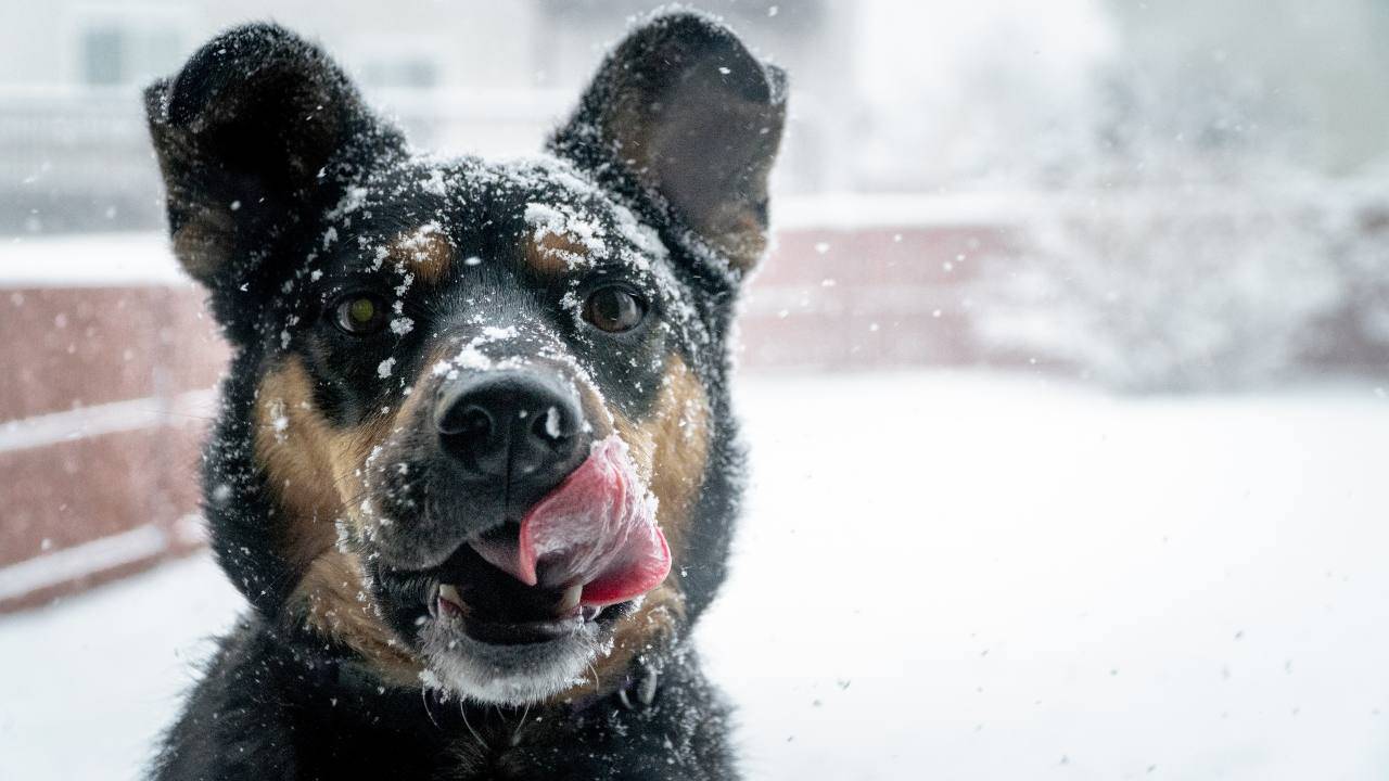 Quanto resiste il cane al freddo: tutto ciò che occorre conoscere su fido