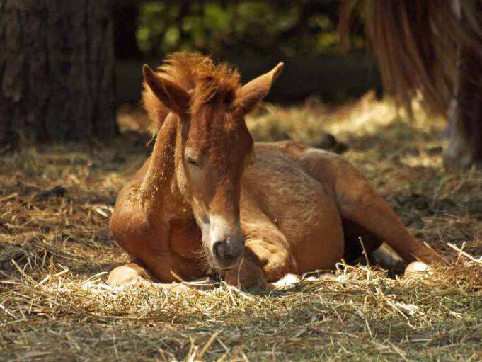 Come dormono i cavalli: tutto ciò che è necessario conoscere sugli equini