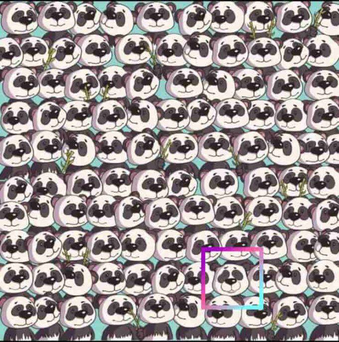 Il nuovo test visivo dei panda riesci a trovare l'animale nascosto tra ...
