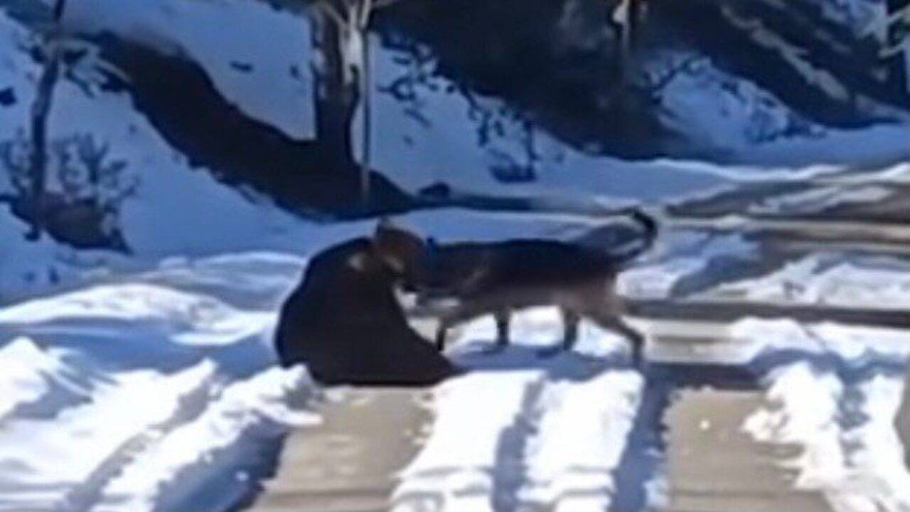 L'orso che gioca con il cucciolo: le immagini dividono il web (VIDEO)