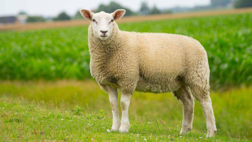 Adottare una pecora: cosa fare e come adattare la casa alle sue esigenze
