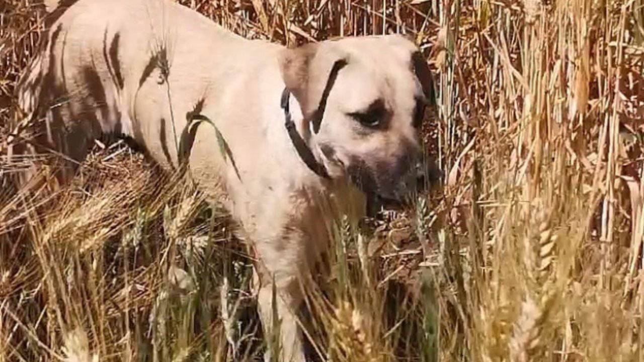 Il cane Luna paralizzata a causa di una malattia: ora le serve un aiuto