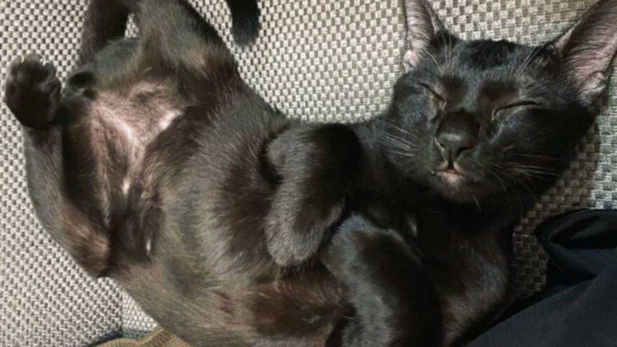 Adottare un Sam Sawet: carattere, stile di vita, proprietario ideale