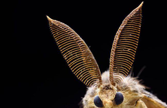 I tipi di antenne degli insetti: caratteristiche e a chi appartengono